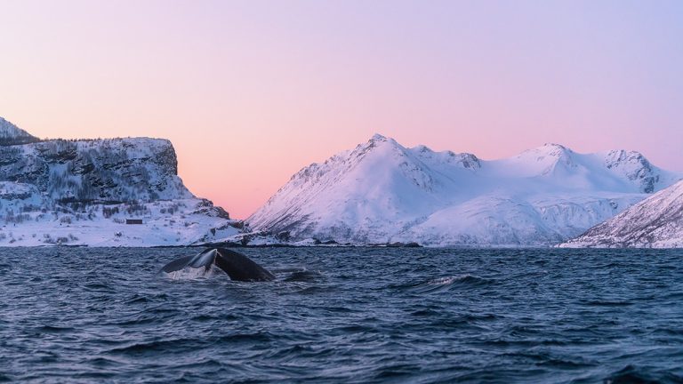 Arctic Lodge Exclusive – Arctic Panorama Lodge