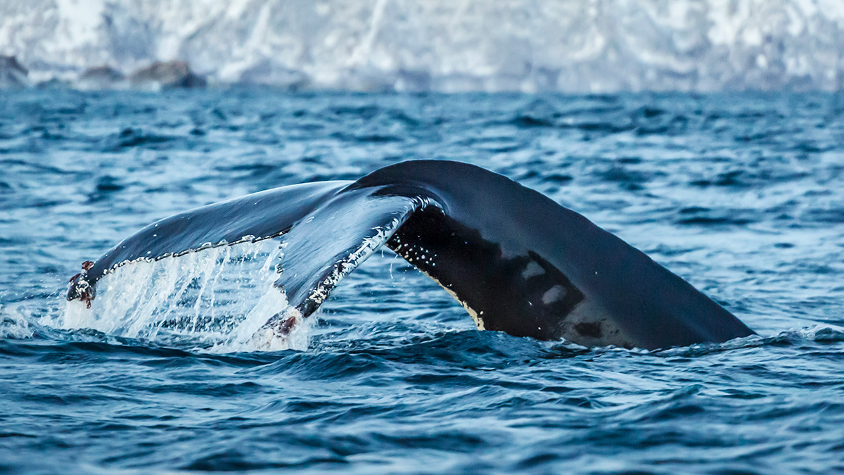 hval4 – Arctic Panorama Lodge